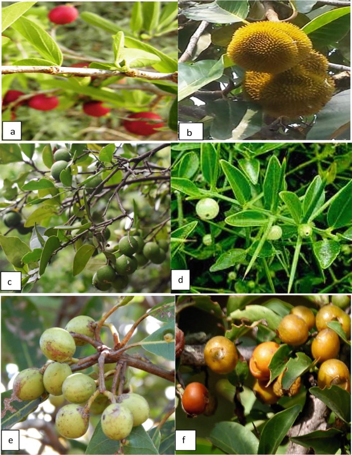 An Overview on Wild Edible Fruits of Servarayan and Kalrayan Hilly ...