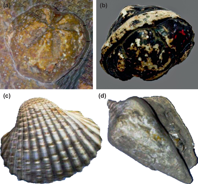 Geology: Study of the Earth | SpringerLink