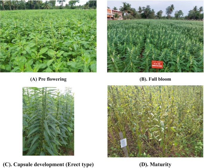 Origin and History of Sesame and Its Uses | SpringerLink