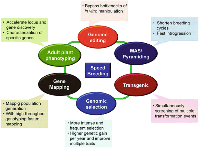 Fast-Track Breeding Strategies for Targeted Genotype Development in ...