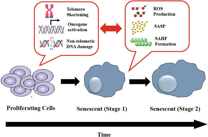 Introduction to Cellular Senescence and Aging | SpringerLink
