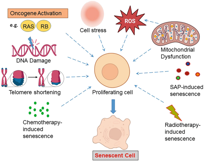 Cellular Senescence and Cancer | SpringerLink