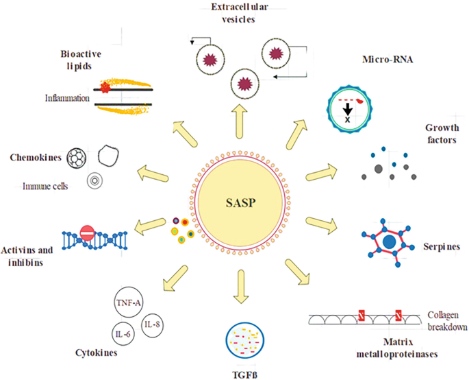 Senescence as a Therapeutic Target | SpringerLink