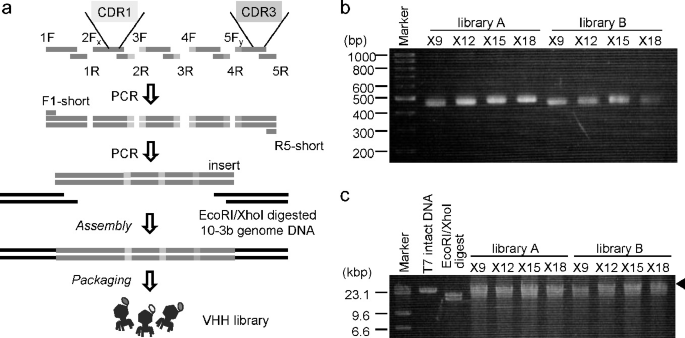 Identification of a Mirror-Image VHH Against Vascular Endothelial ...