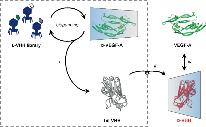 Identification of a Mirror-Image VHH Against Vascular Endothelial ...