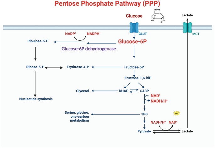 Metabolism: Fine and Coarse Controls | SpringerLink