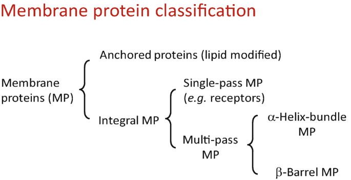 Membrane Proteins | SpringerLink