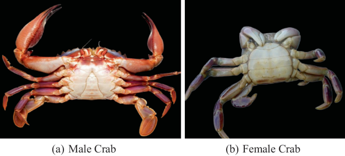 A Gender Classification for Scylla olivacea (Indian Crabs) Using Deep ...