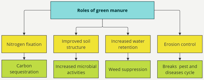 Green Manure as a Catalyst for Climate-Resilient Agriculture in Rice ...