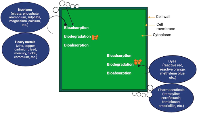 Microalgae-Based Wastewater Treatment and Biomass Production for ...