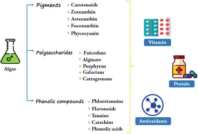 Pharmaceutical and Medicinal Applications of Algae | SpringerLink