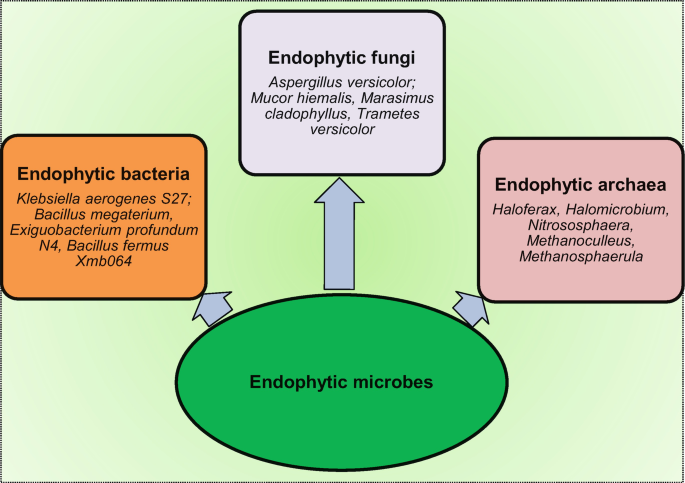 Application of Endophytes in Bioremediation, Biotransformation, and ...