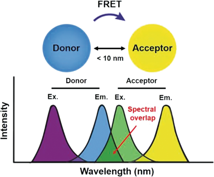Fluorescence Resonance Energy Transfer: A Technique to Unleash ...