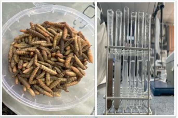 Biodegradation of Polyethylene Plastic Waste by Bacterial Isolates from ...