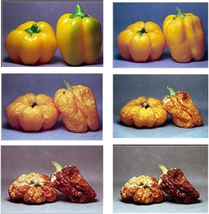 Optical Characteristics and Color in Foods | SpringerLink