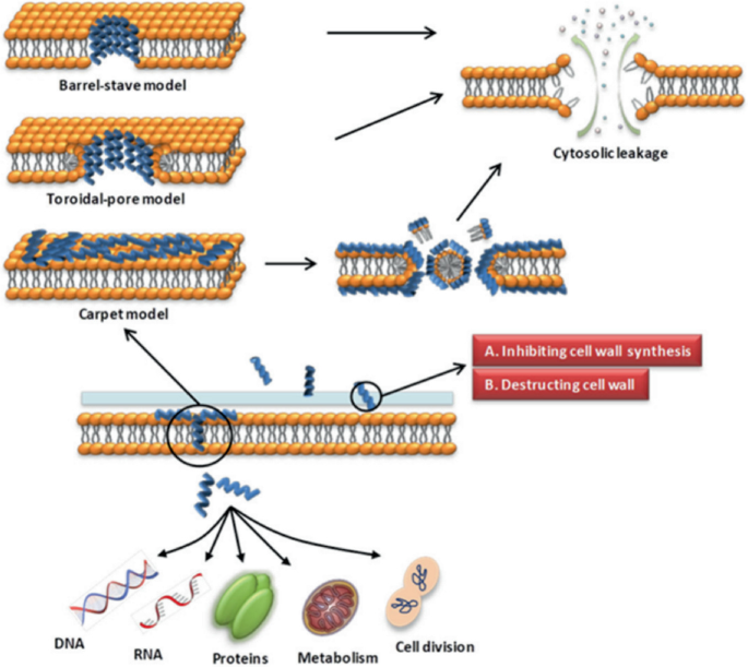 Preparation and Applications of Antimicrobial Peptides | SpringerLink