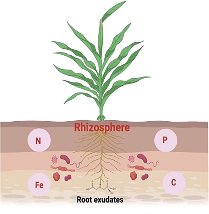 Rhizosphere Interactions in Relation to Resilience of Agroforestry ...