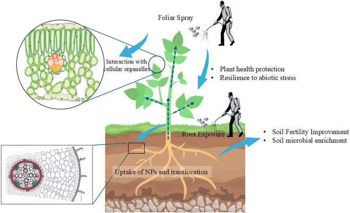 Nanotechnology in Agriculture: Opportunities and Risks for Human Health ...