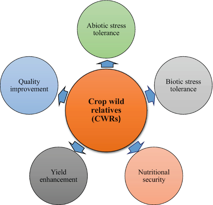 Crop Wild Relatives (CWRs) and Their Potential Role in Improvement of Horticultural Crops ...