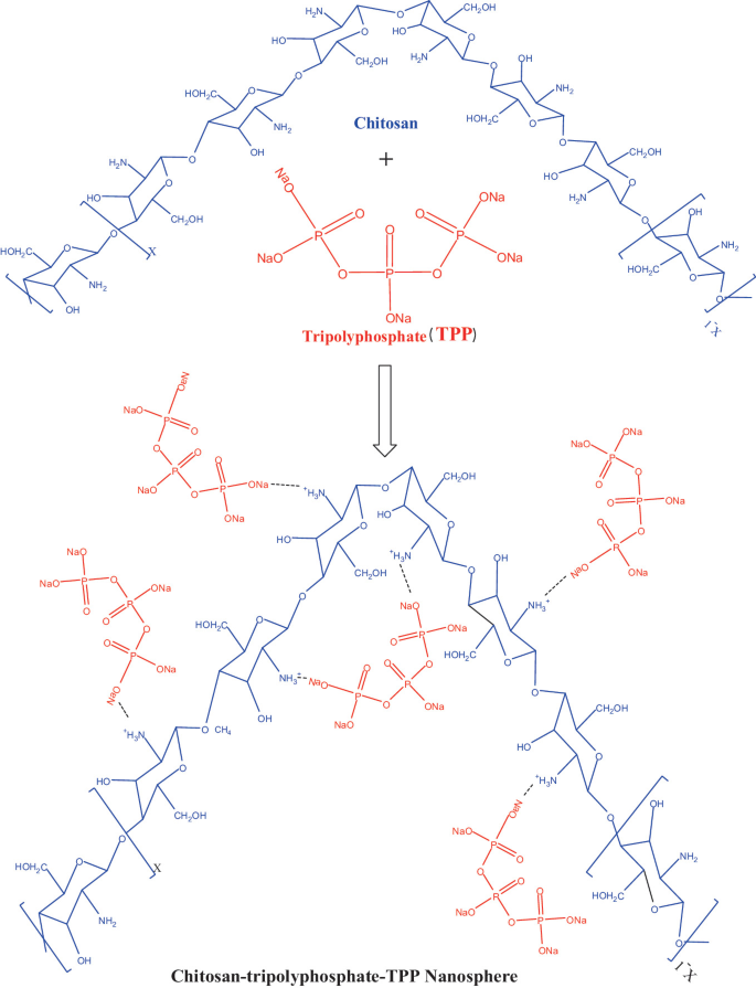 Characterization Techniques for the Chitosan Nanoparticles and ...