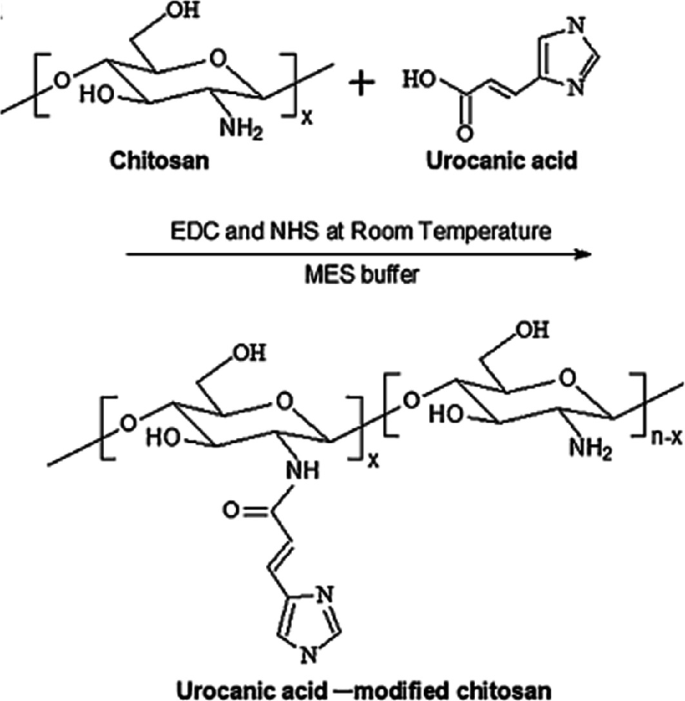 Biomedical Applications of Modified Chitosan Nanoparticles | SpringerLink