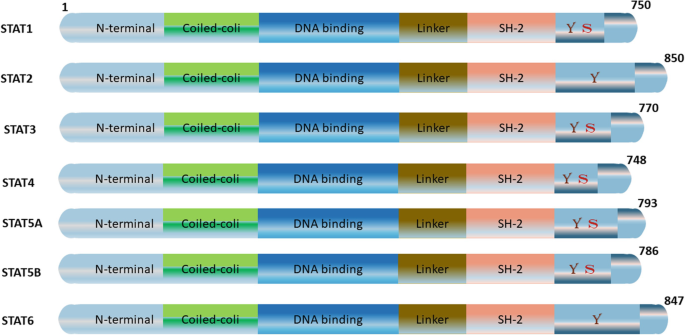 Involvement and Therapeutic Implication of JAK-STAT Pathway in Cancer ...