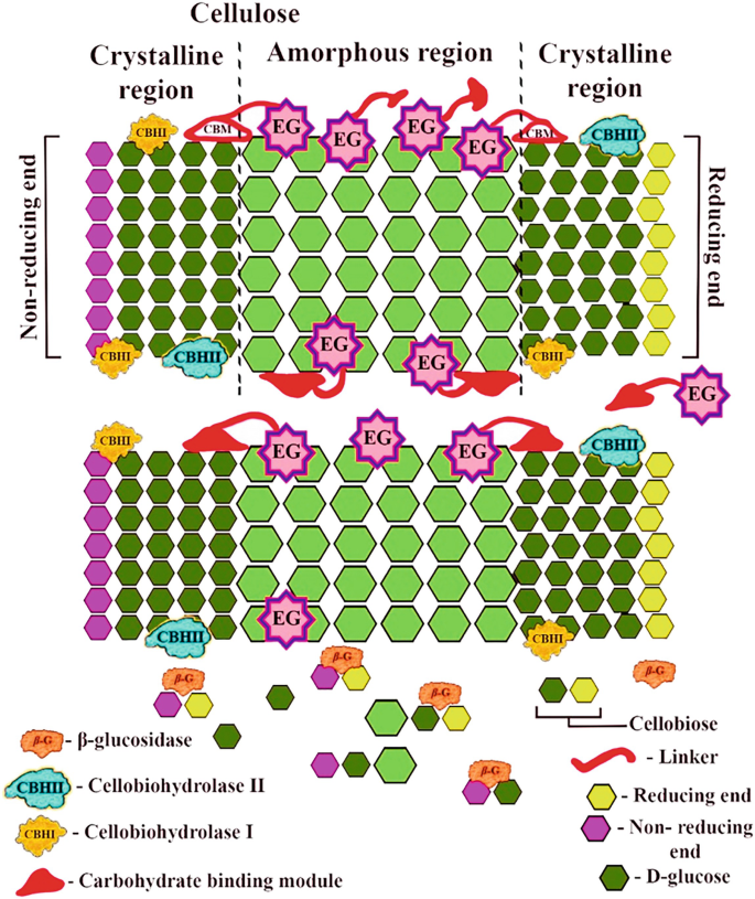 Novel Approaches to Alleviate Lignocellulosic Biomass Waste for ...