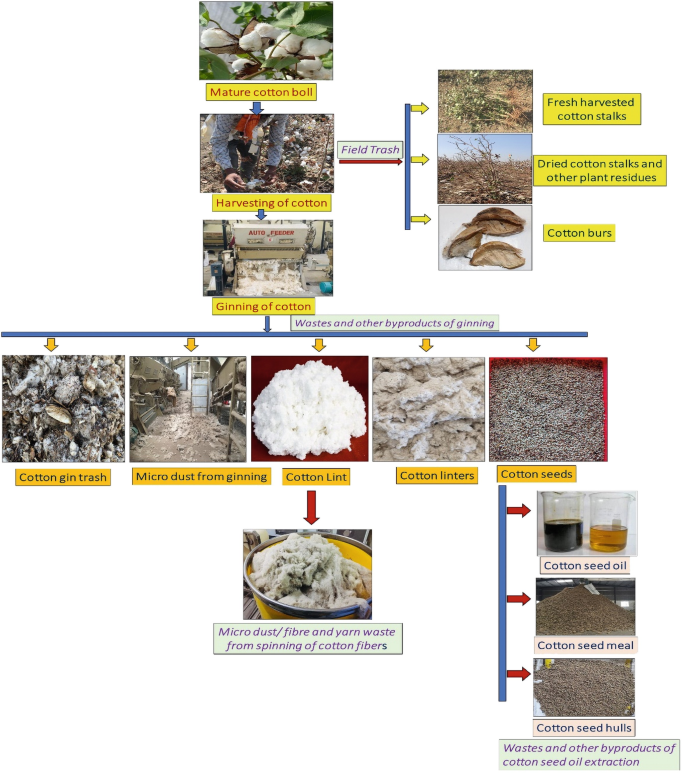 Valorization of Cotton Biomass and Processing Waste for Production of ...