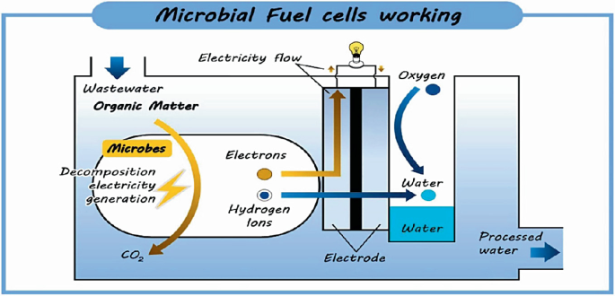 Exploring the Mechanistic Role of Source Microbiota for Bioelectricity ...