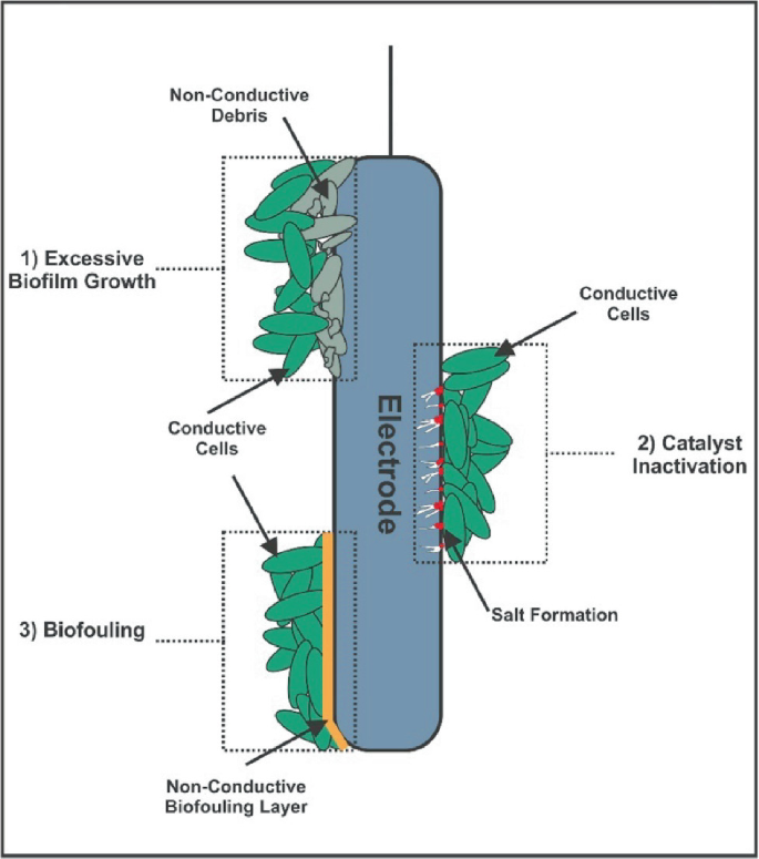 Exploring the Mechanistic Role of Source Microbiota for Bioelectricity ...