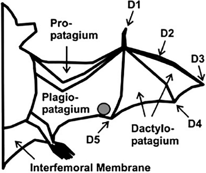 Bio-inspired Flyers | SpringerLink