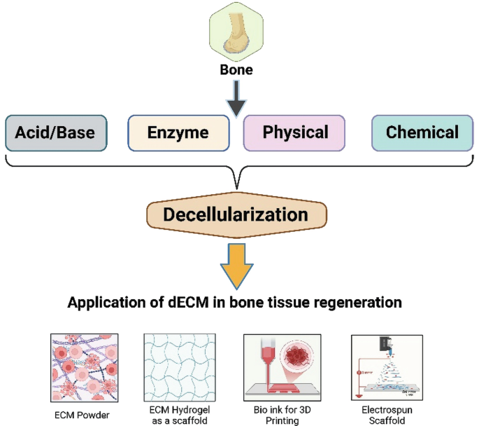 Decellularized Extracellular Matrices: A Future for Musculoskeletal ...