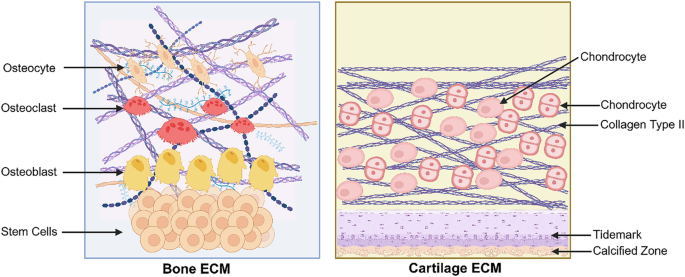 The Intersection of Biomaterials and Stem Cells in Tissue Repair ...