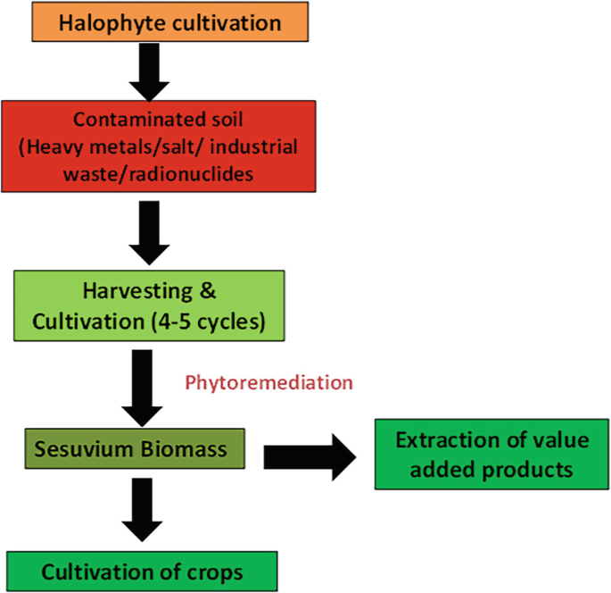 Success Stories of Biosaline Agriculture | SpringerLink