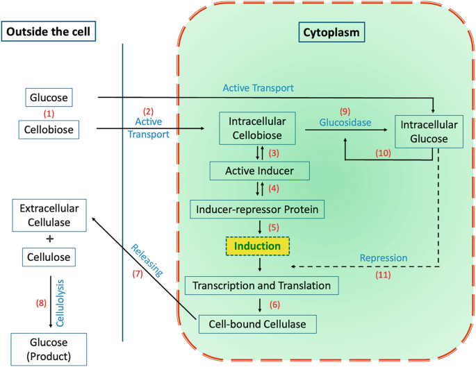Soil Actinomycetes with a Perspective of Cellulolytic Activity ...