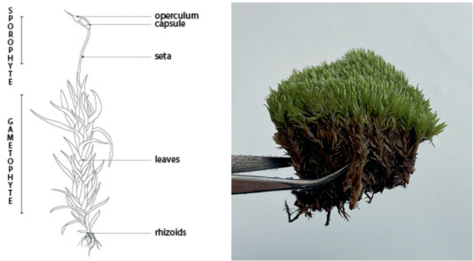 Moss Columns: Symbiosis Through 3D Printing Technologies | SpringerLink