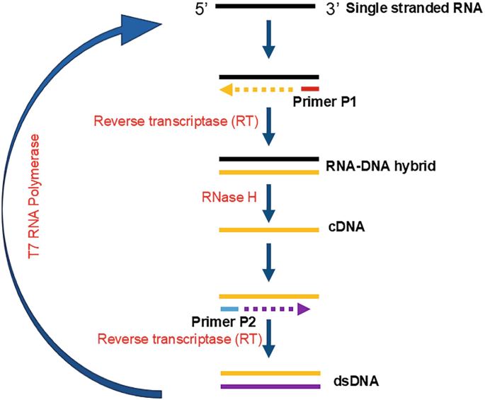 Pragmatic Clinical Methods, Tools and Amplification Techniques Used in ...