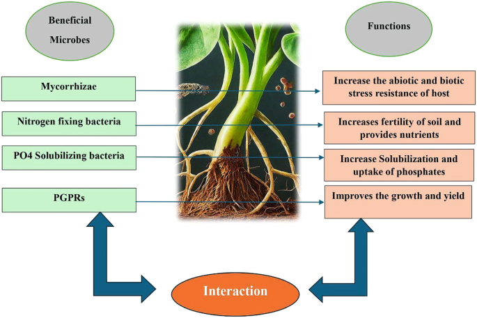 Effect of Climate Change on Beneficial Plant–Microbe Interaction in the ...