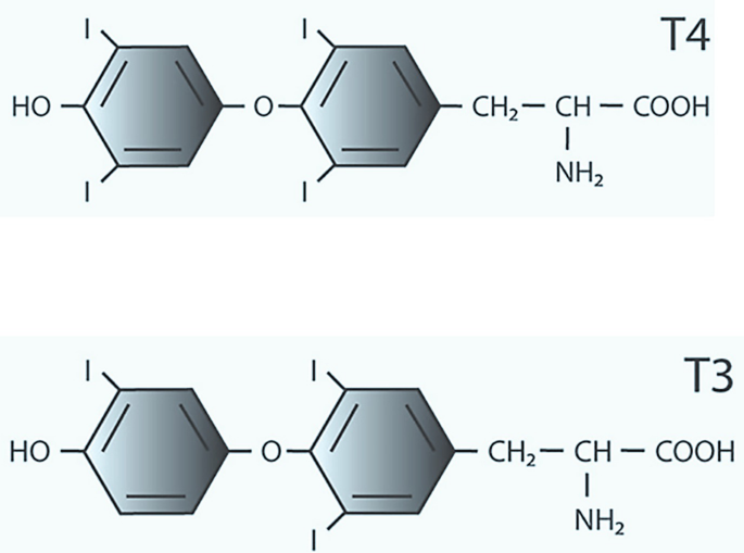 Thyroid Physiology | SpringerLink