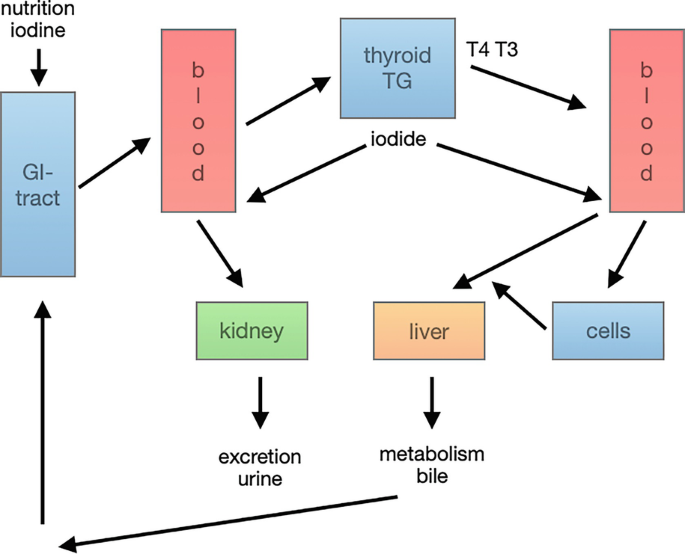 Thyroid Physiology | SpringerLink