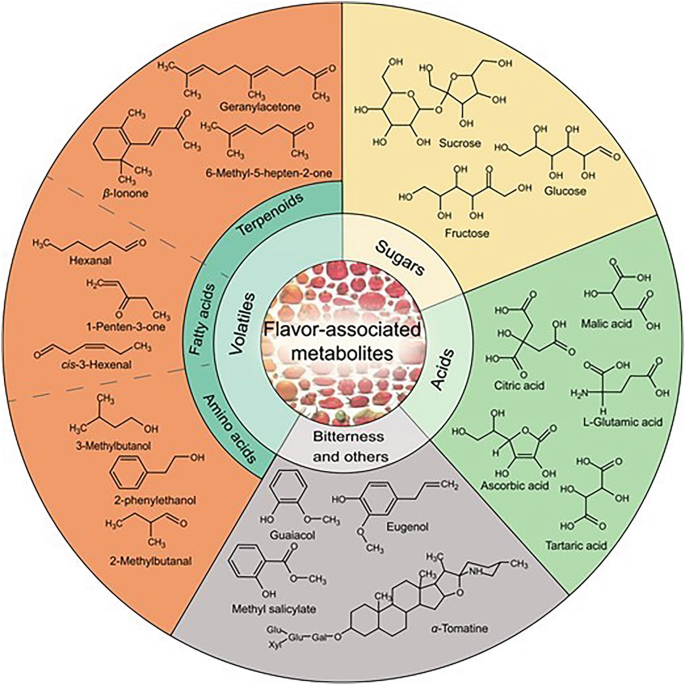Metabolomics for Flavor and Nutrition: Enhancing Tomato Quality Through ...