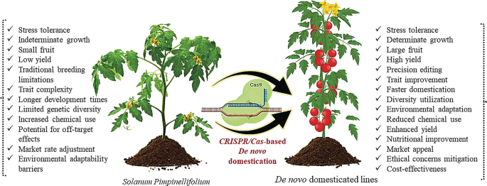 Insights from Genome Editing into Tomato Germplasm: Current Status and ...