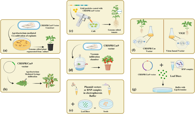 CRISPR/Cas9 and Beyond: Genome Editing for Precision Trait Enhancement ...