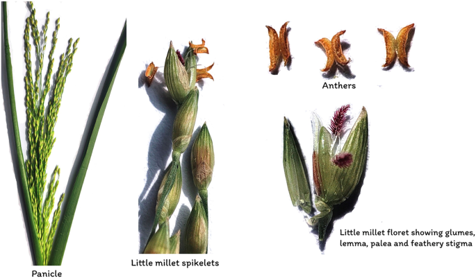 Little Millet | SpringerLink
