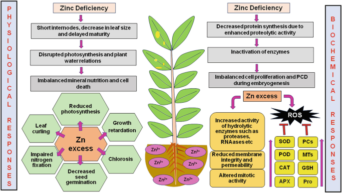 Physiological, Biochemical, and Molecular Plant Responses to Zinc ...