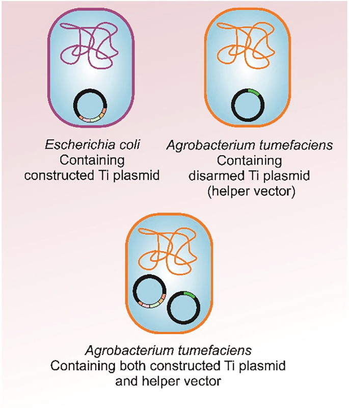 Breeding Approaches and Modern Tools to Fight Zinc Deficiency in Plants ...