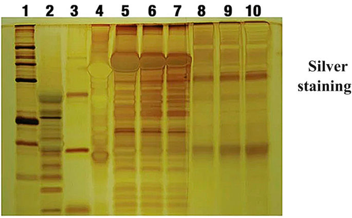 Common Staining Techniques in Laboratories | SpringerLink