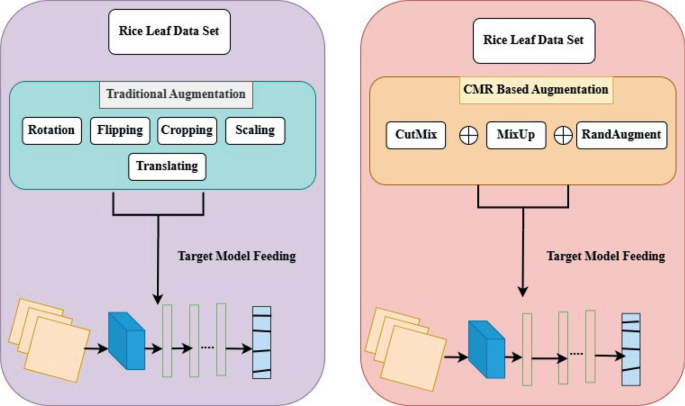 Enhancing Rice Leaf Disease Detection Using CMR-Based Augmentation with ...