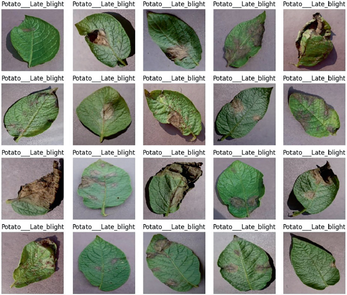 Enhancing Crop Health: Identification and Classification of Disease in ...