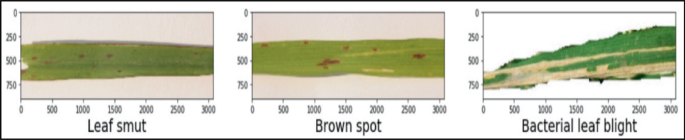 Early Identification of Rice Leaf Diseases Using Deep Learning | Springer Nature Link (formerly ...